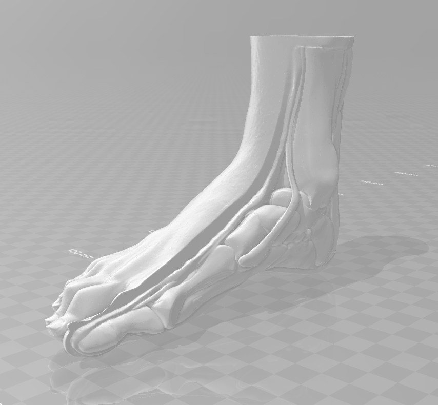 STL file Anatomic foot 🦶・3D printing template to download・Cults