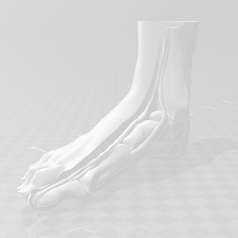 Download STL file Anatomic foot • Model to 3D print ・ Cults