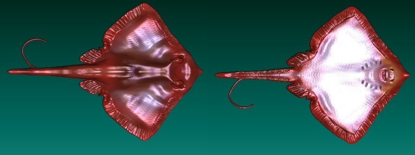 3D file RAY FISH・Template to download and 3D print・Cults