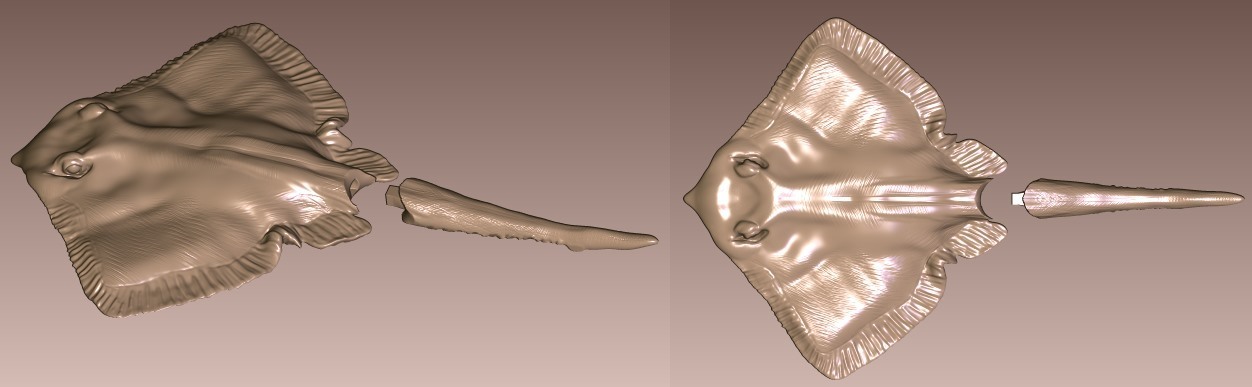 3D file RAY FISH・Template to download and 3D print・Cults