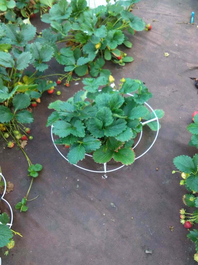 Free STL file Strawberry support・Template to download and 3D print・Cults