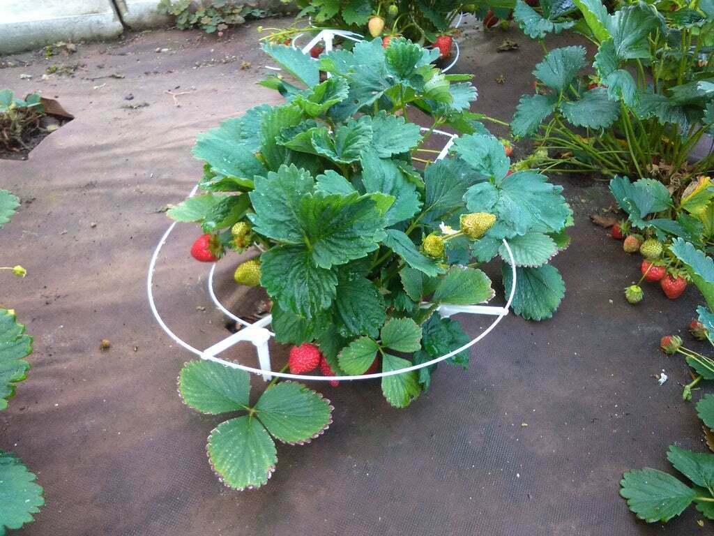 Free STL file Strawberry support・Template to download and 3D print・Cults