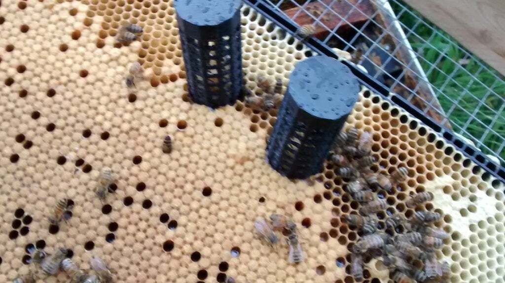 Free STL file Queen Cell Cage - for plastic foundation 👸・3D printer ...