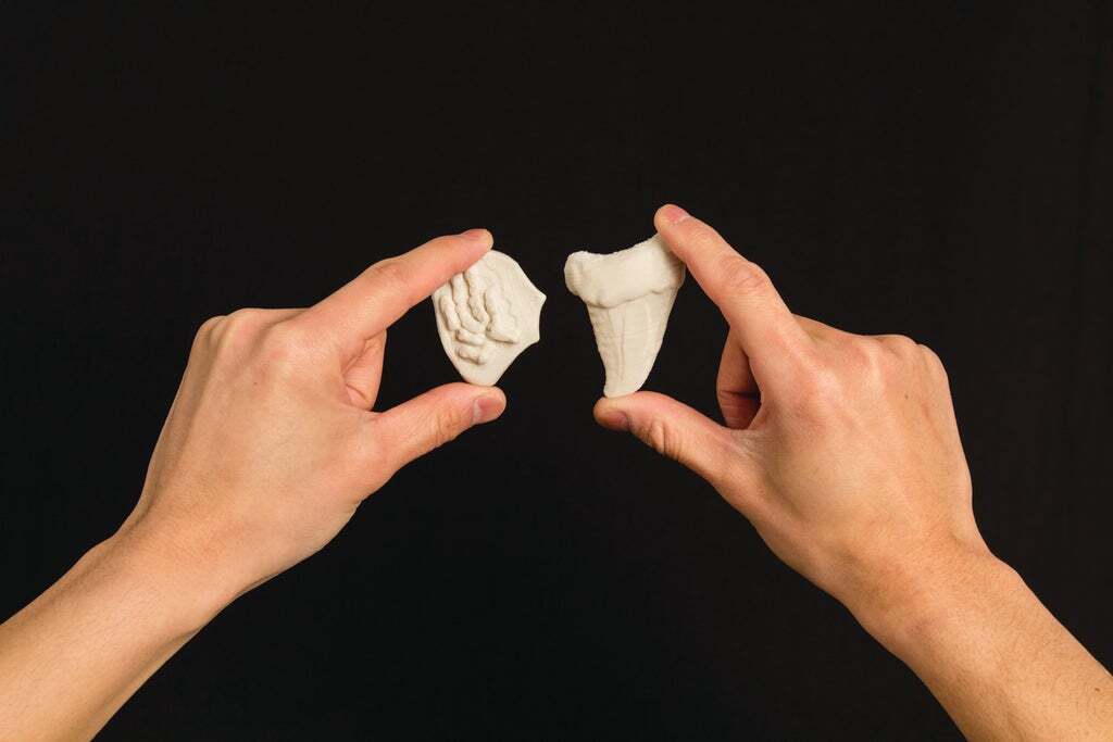 Free OBJ file Project: Making Fossils with Sculptris・3D printing ...