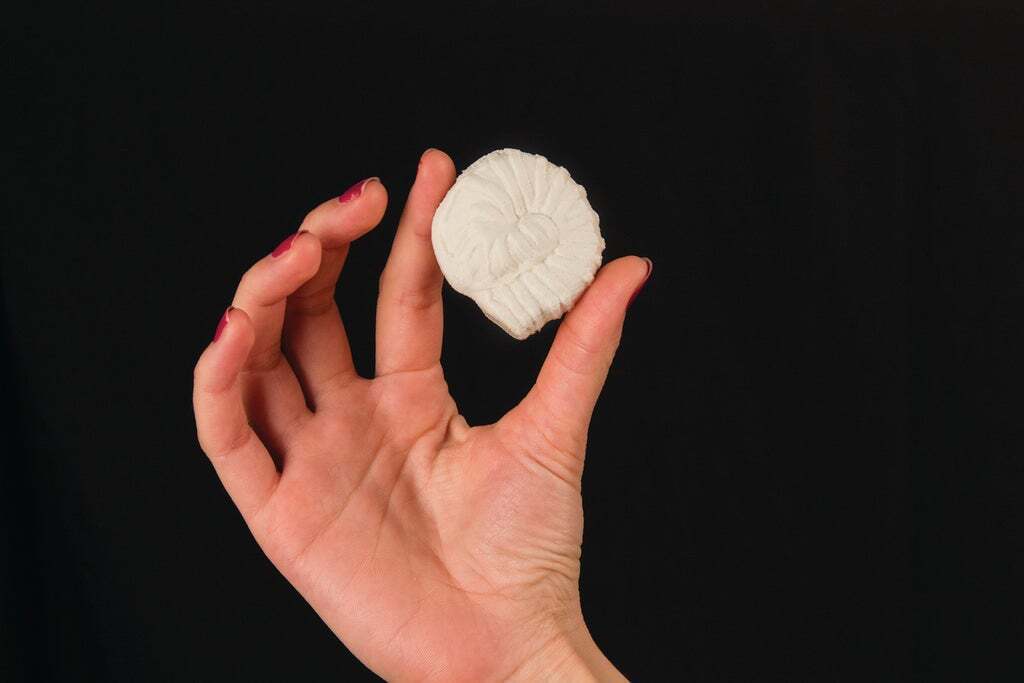 Free OBJ file Project: Making Fossils with Sculptris・3D printing ...