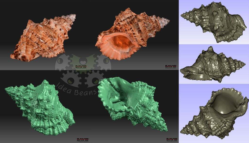 Free STL file 3D Scanned Sea Shell 🐚・3D print model to download・Cults