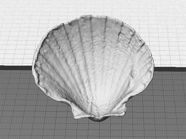 Free Stl File Sea Shell Digitizer Multiscan đă»3d Printing Idea To
