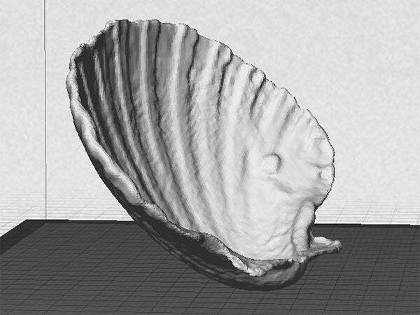 Free STL file Sea Shell - Digitizer MultiScan・3D printing idea to ...