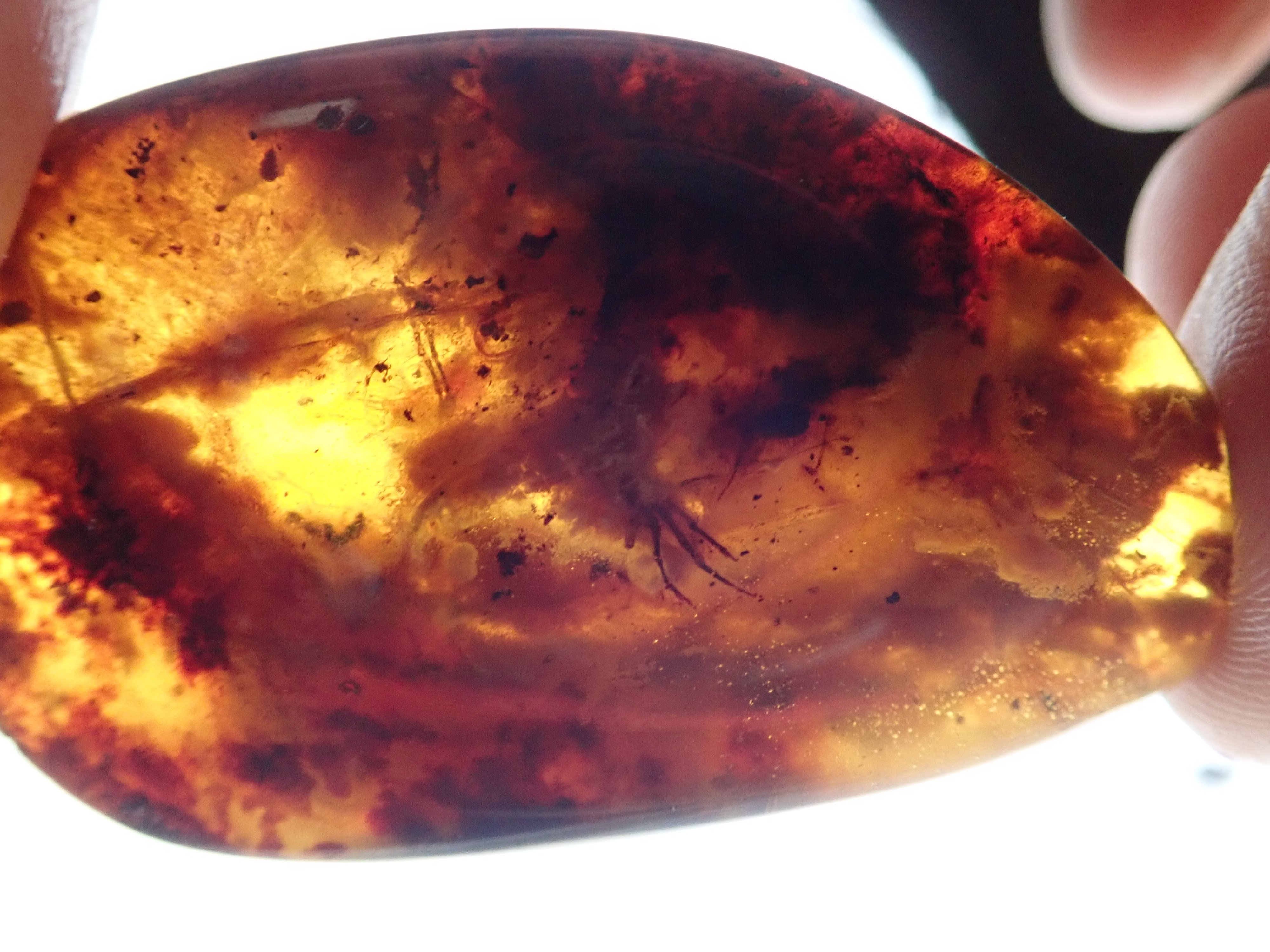 Free STL file CT scan render DINOSAUR in 99 million year old amber from ...