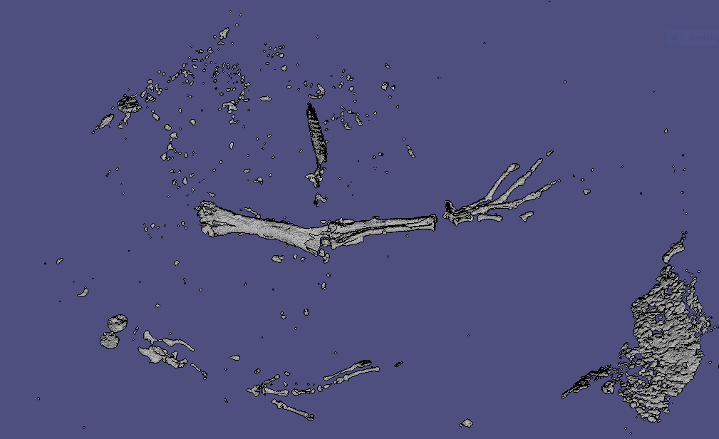 Free STL file CT scan render DINOSAUR in 99 million year old amber from ...