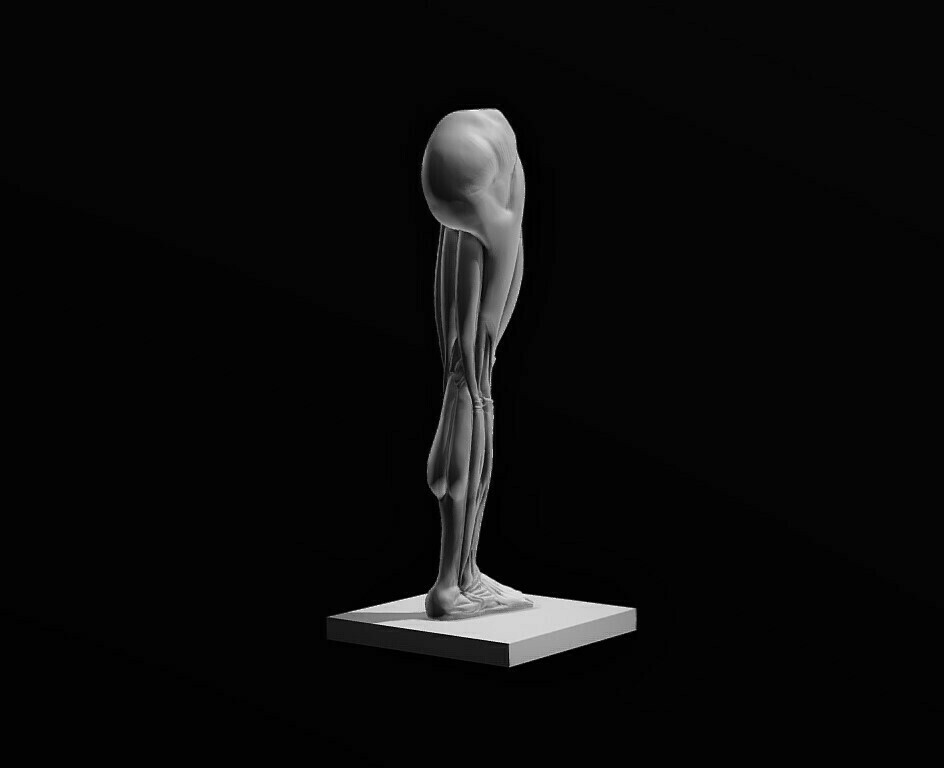 STL file Ecorche Leg 🦵・3D printing idea to download・Cults