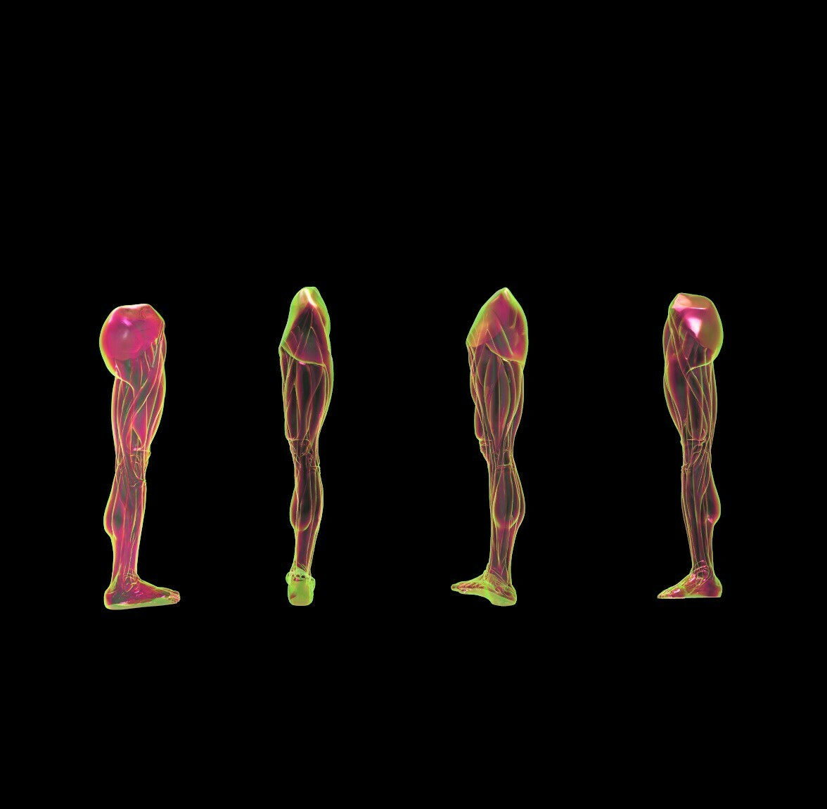 STL file Ecorche Leg 🦵・3D printing idea to download・Cults