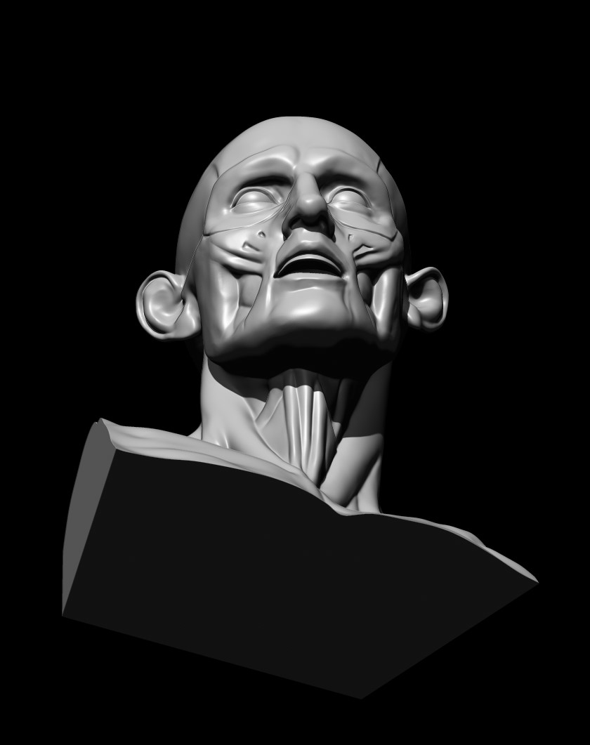 STL file Houdon Ecorche Head (Écorché)・3D printer design to download・Cults