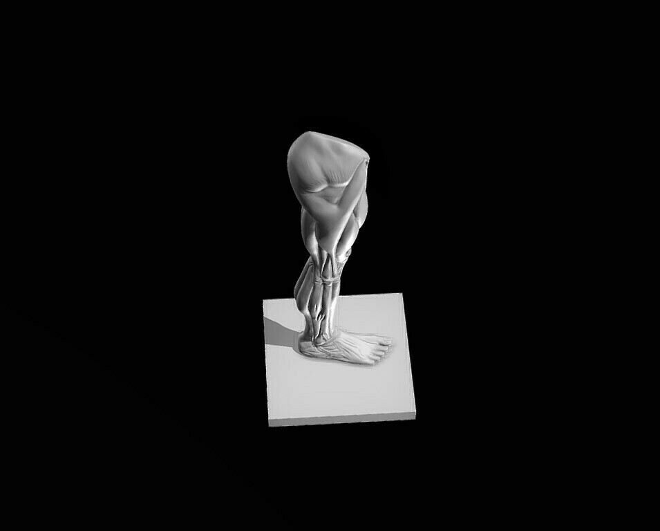 STL file Ecorche Leg 🦵・3D printing idea to download・Cults