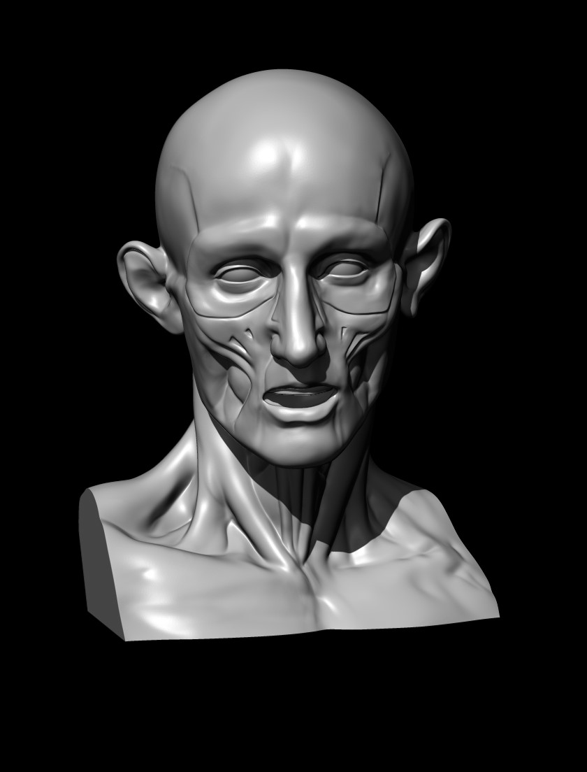 STL file Houdon Ecorche Head (Écorché)・3D printer design to download・Cults