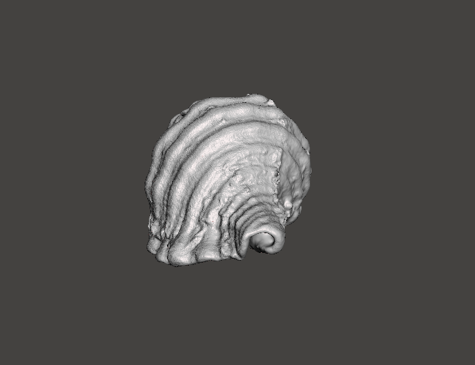STL file SEASHELL SEASHELL・3D printing design to download・Cults