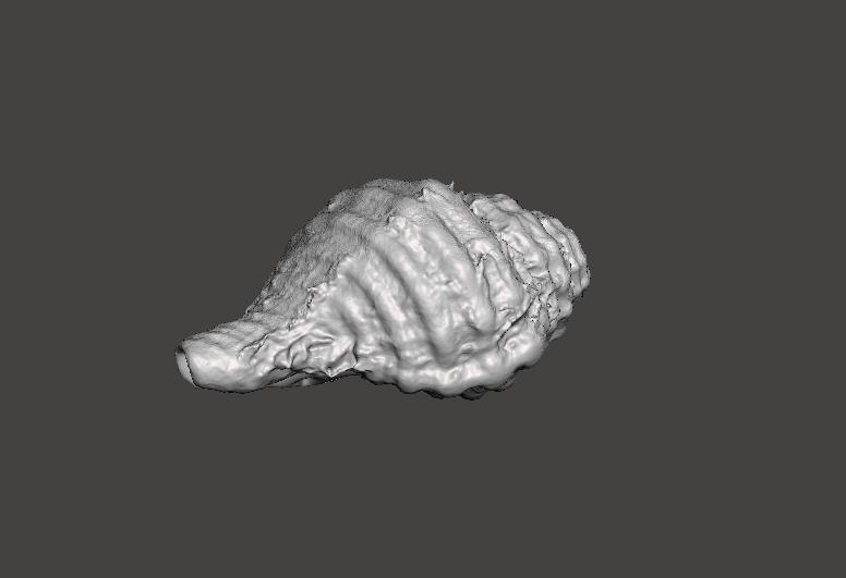 STL file SEASHELL SEASHELL・3D printing design to download・Cults