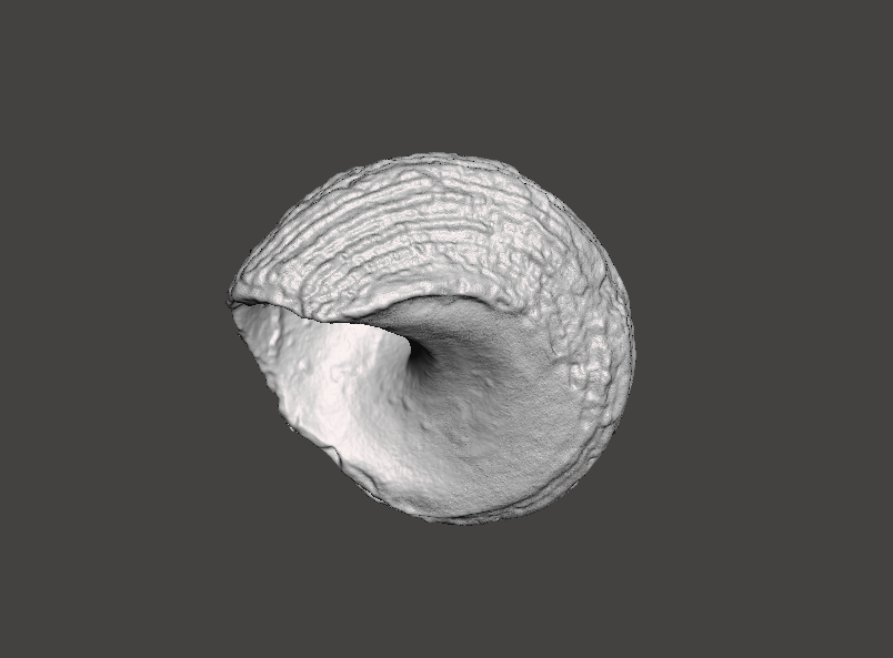Файл STL seashell seashell・3D-печатная модель для загрузки・Cults