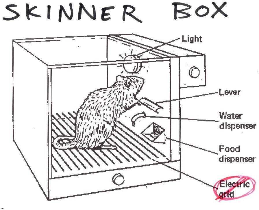 Skinner Box Diagram