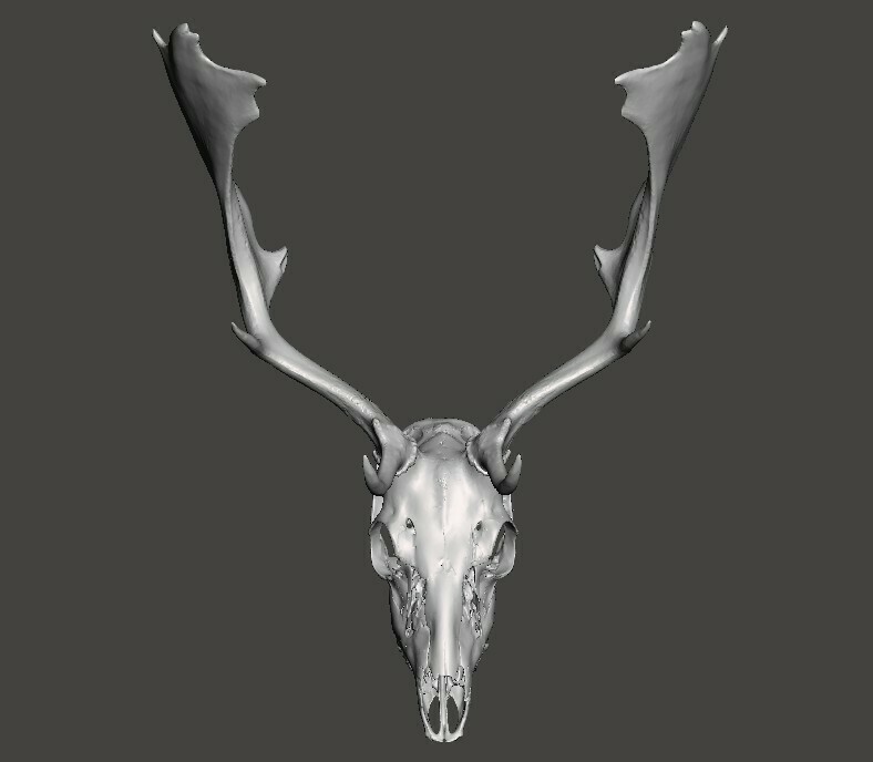 STL file Fallow deer skull, Cervus dama head cranium・3D printer design ...