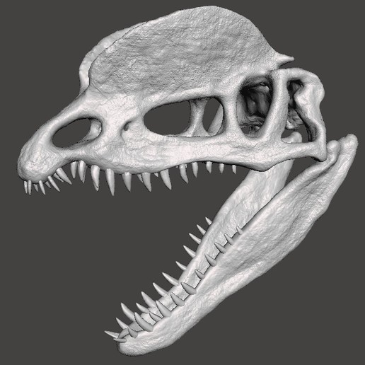 Download STL file Dilophosaurus dinosaur skull • 3D printing model ・ Cults