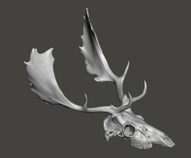 STL file Fallow deer skull, Cervus dama head cranium・3D printer design ...
