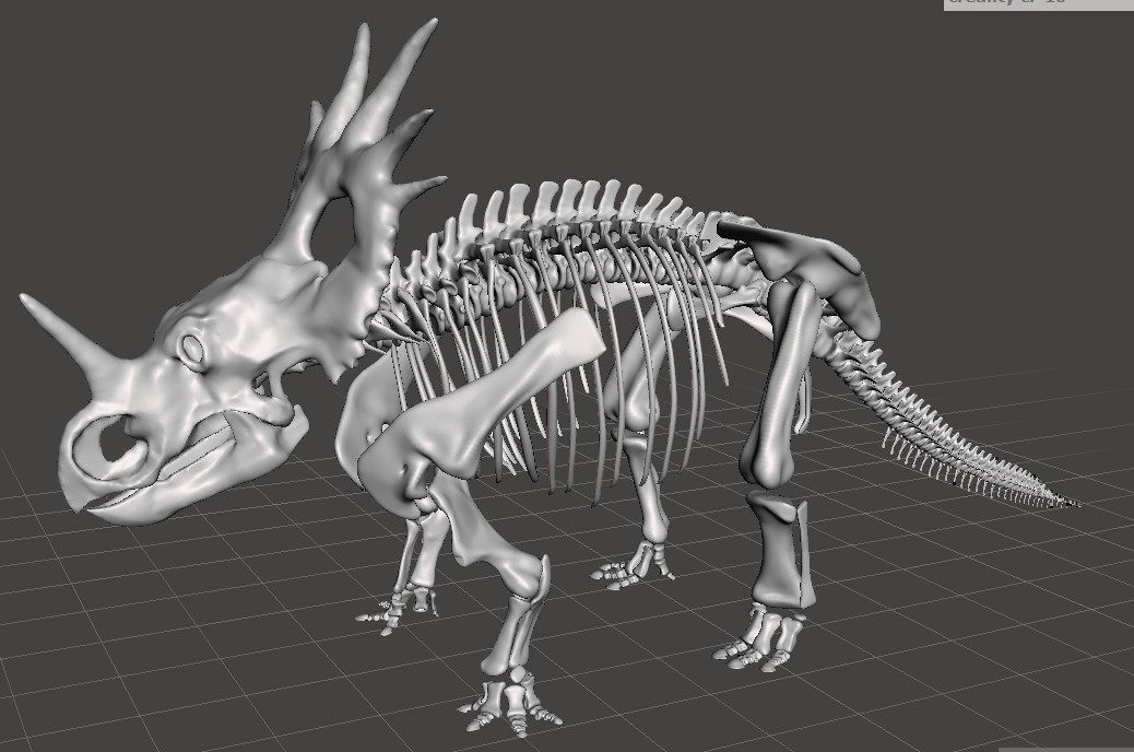 Styracosaurus Skeleton