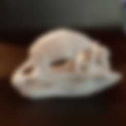 Download STL file Dilophosaurus dinosaur skull • 3D printing model ・ Cults