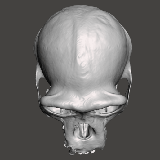 Download free 3D printer designs Chimpansee Skull - Pan troglodytes ...