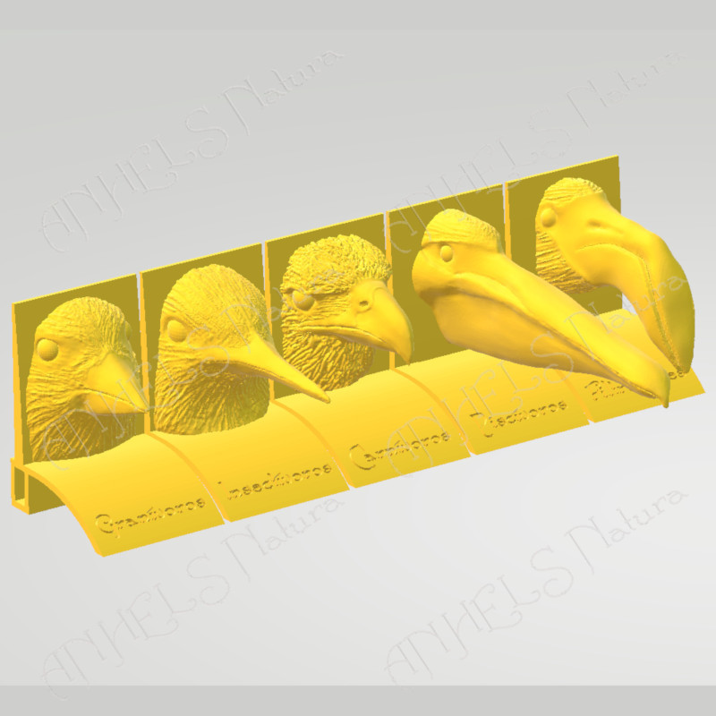 STL file Bird beaks and diets. Spanish language.・Design to download and ...