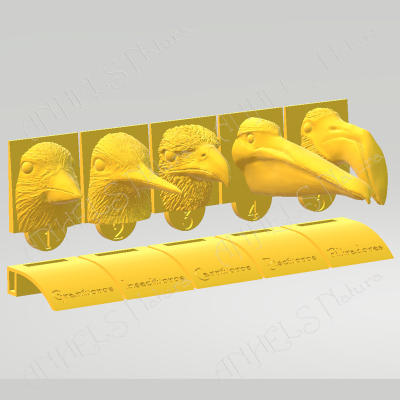 STL file Bird beaks and diets. Spanish language.・Design to download and ...