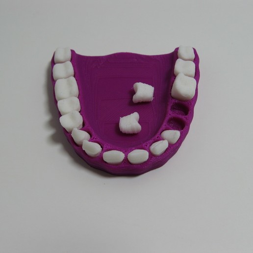 Download STL file teeth model • Object to 3D print ・ Cults