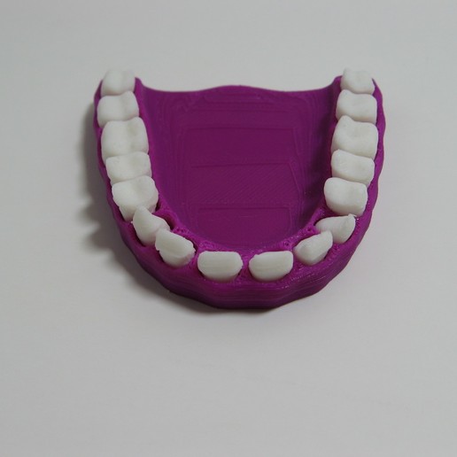 Download STL file teeth model • Object to 3D print ・ Cults