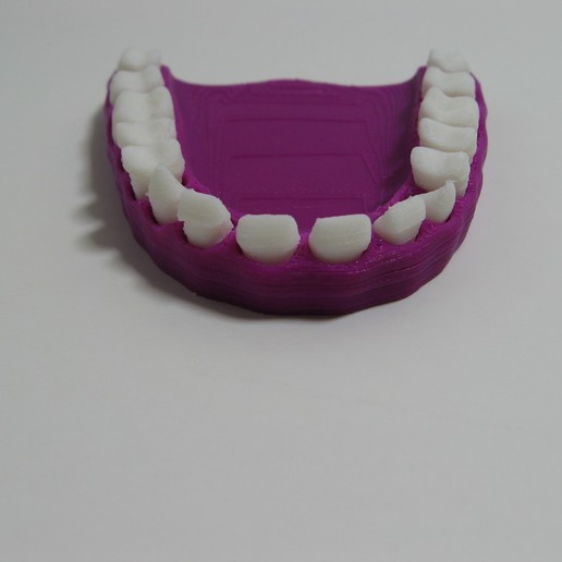 Download STL file teeth model • Object to 3D print ・ Cults