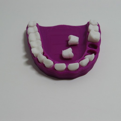 Download STL file teeth model • Object to 3D print ・ Cults