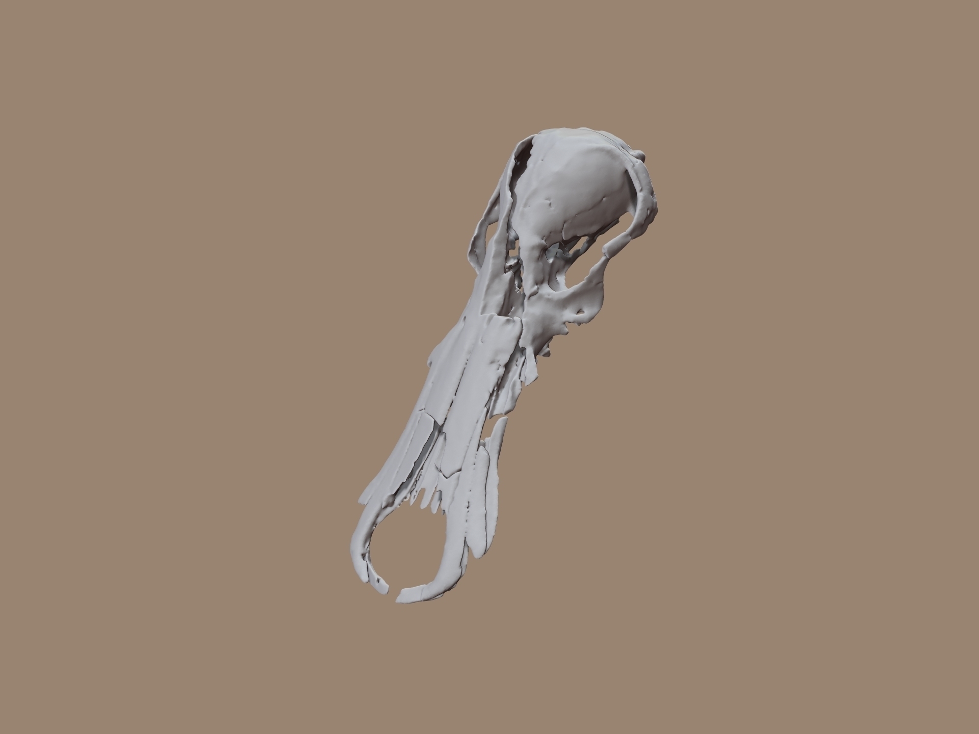 3D file Obdurodon dicksoni skull CT Scan based model by Marco ...