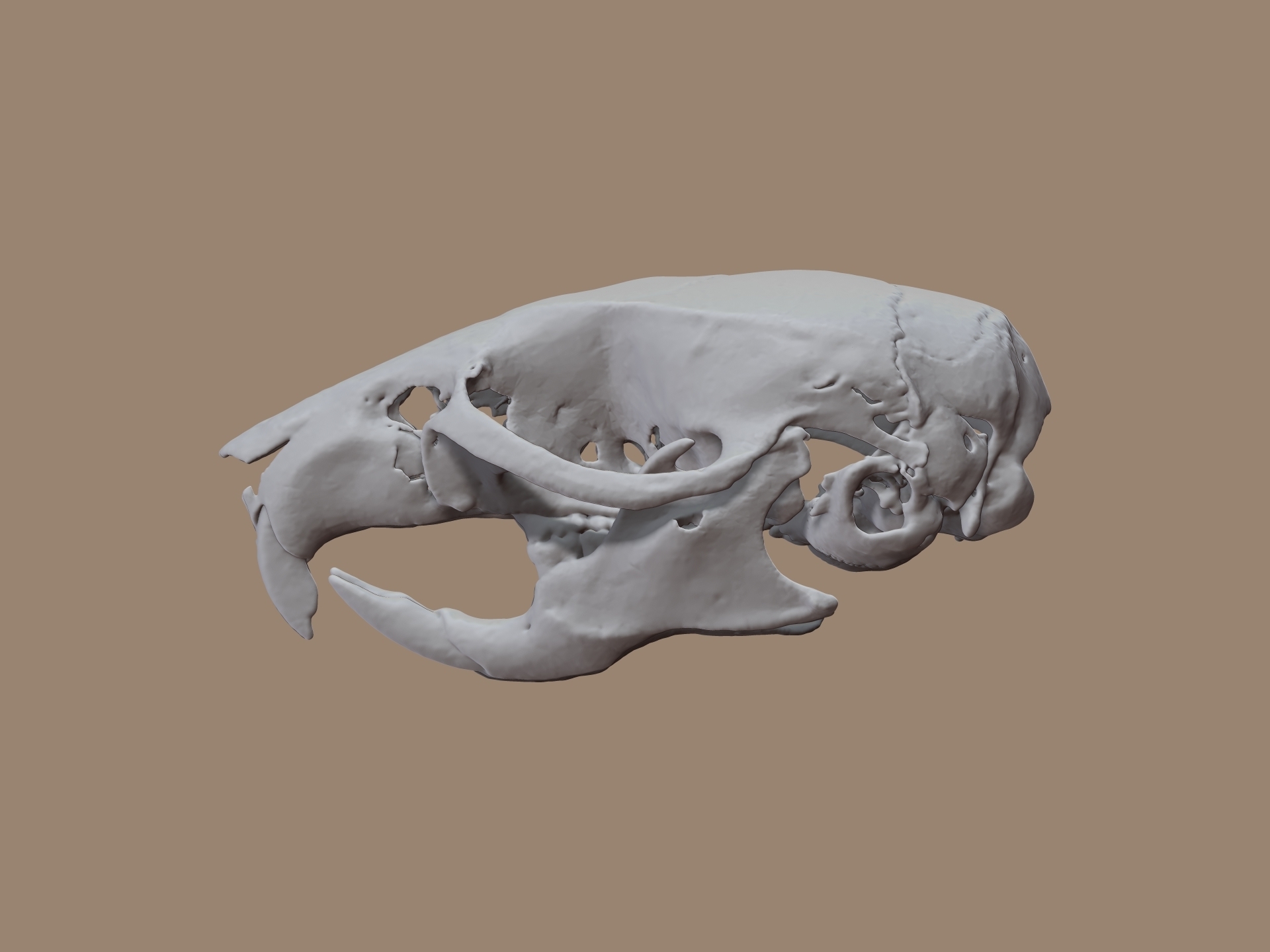 STL file MuskRat Skull based on CT Scan Data by Marco Valenzuela・3D ...