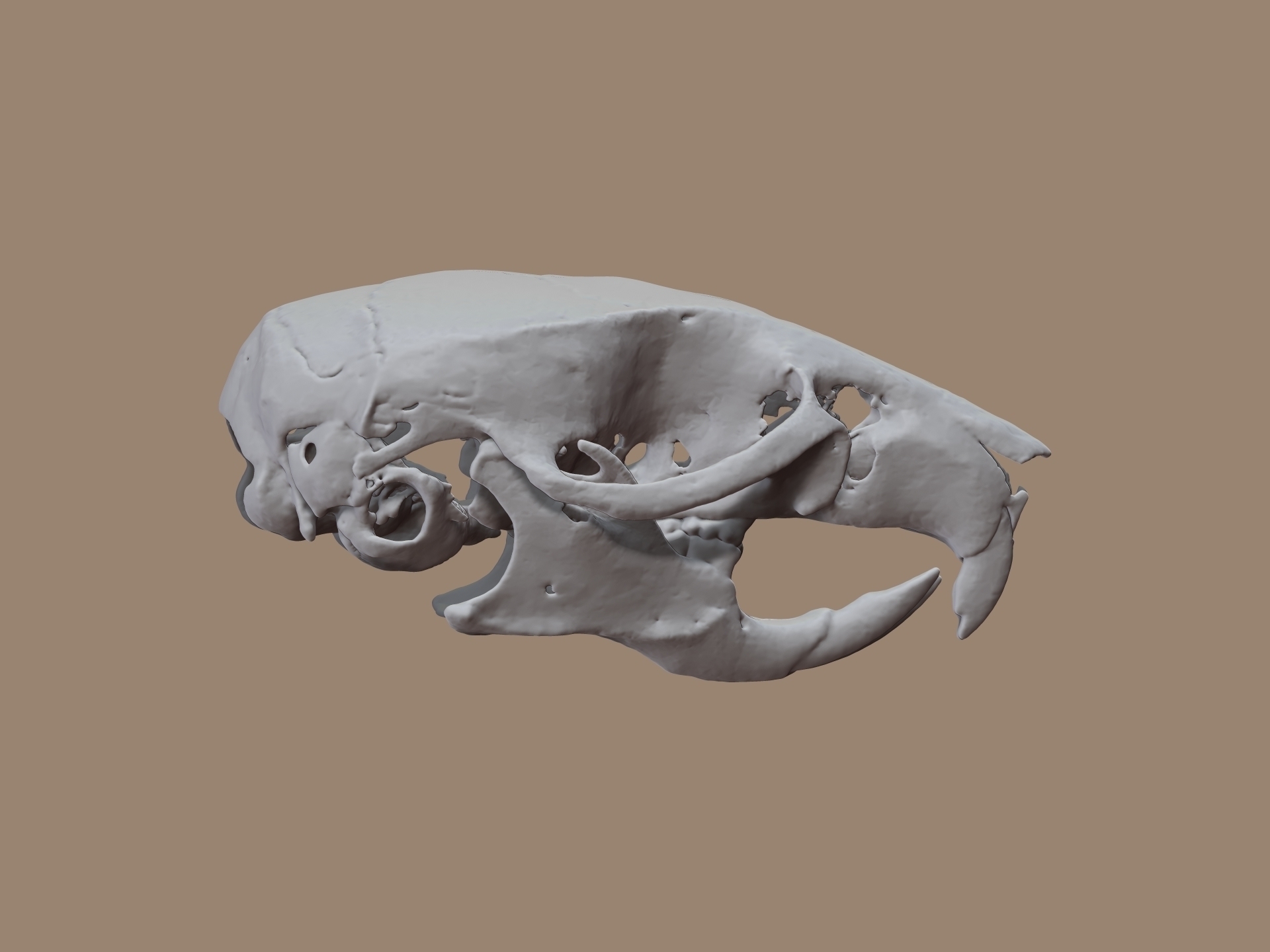 STL file MuskRat Skull based on CT Scan Data by Marco Valenzuela・3D ...