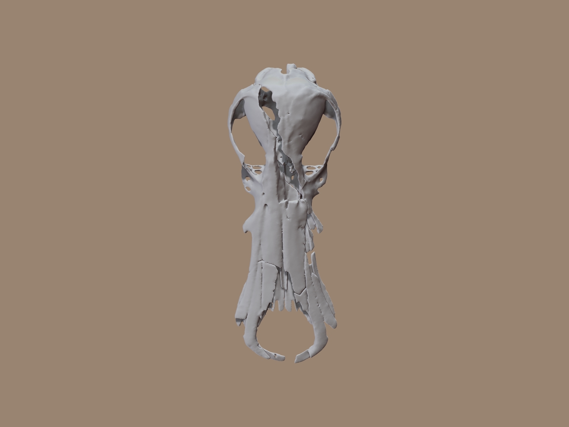 3D file Obdurodon dicksoni skull CT Scan based model by Marco ...