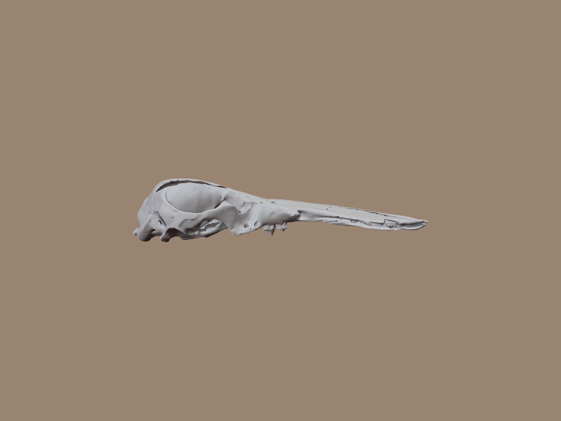 3D file Obdurodon dicksoni skull CT Scan based model by Marco ...