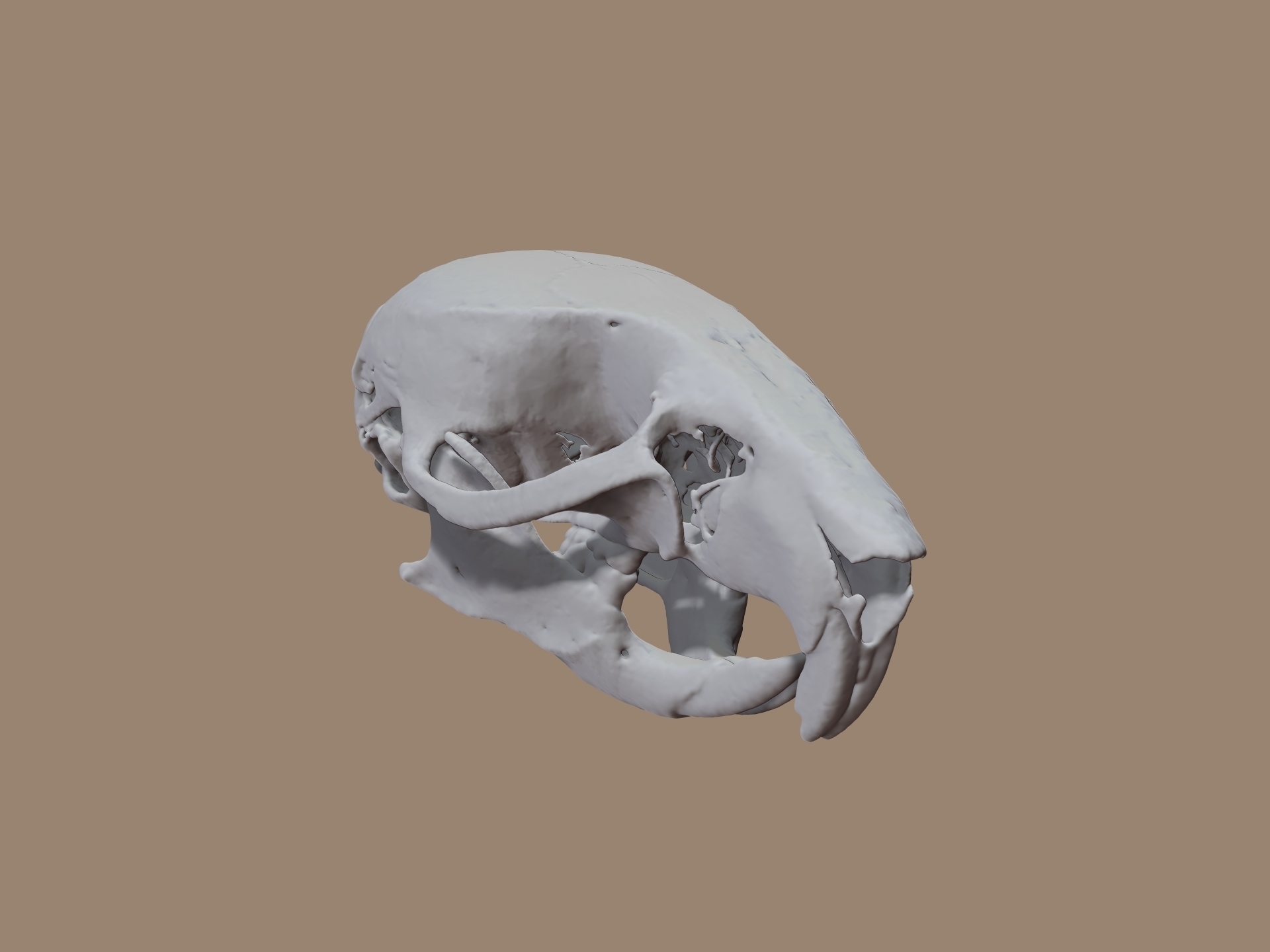 STL file MuskRat Skull based on CT Scan Data by Marco Valenzuela・3D ...