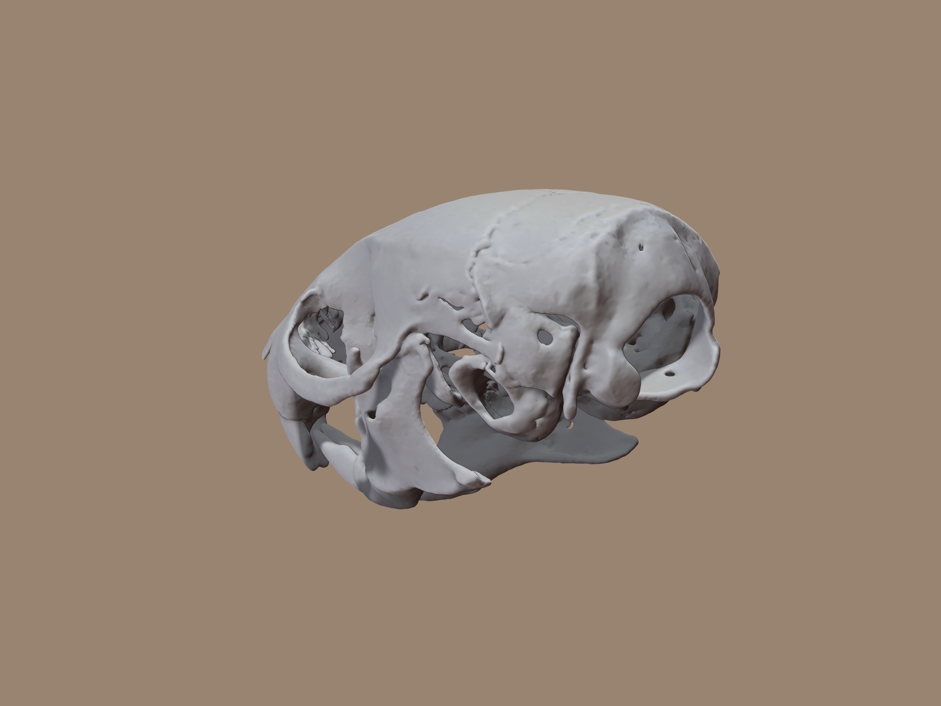 STL file MuskRat Skull based on CT Scan Data by Marco Valenzuela・3D ...