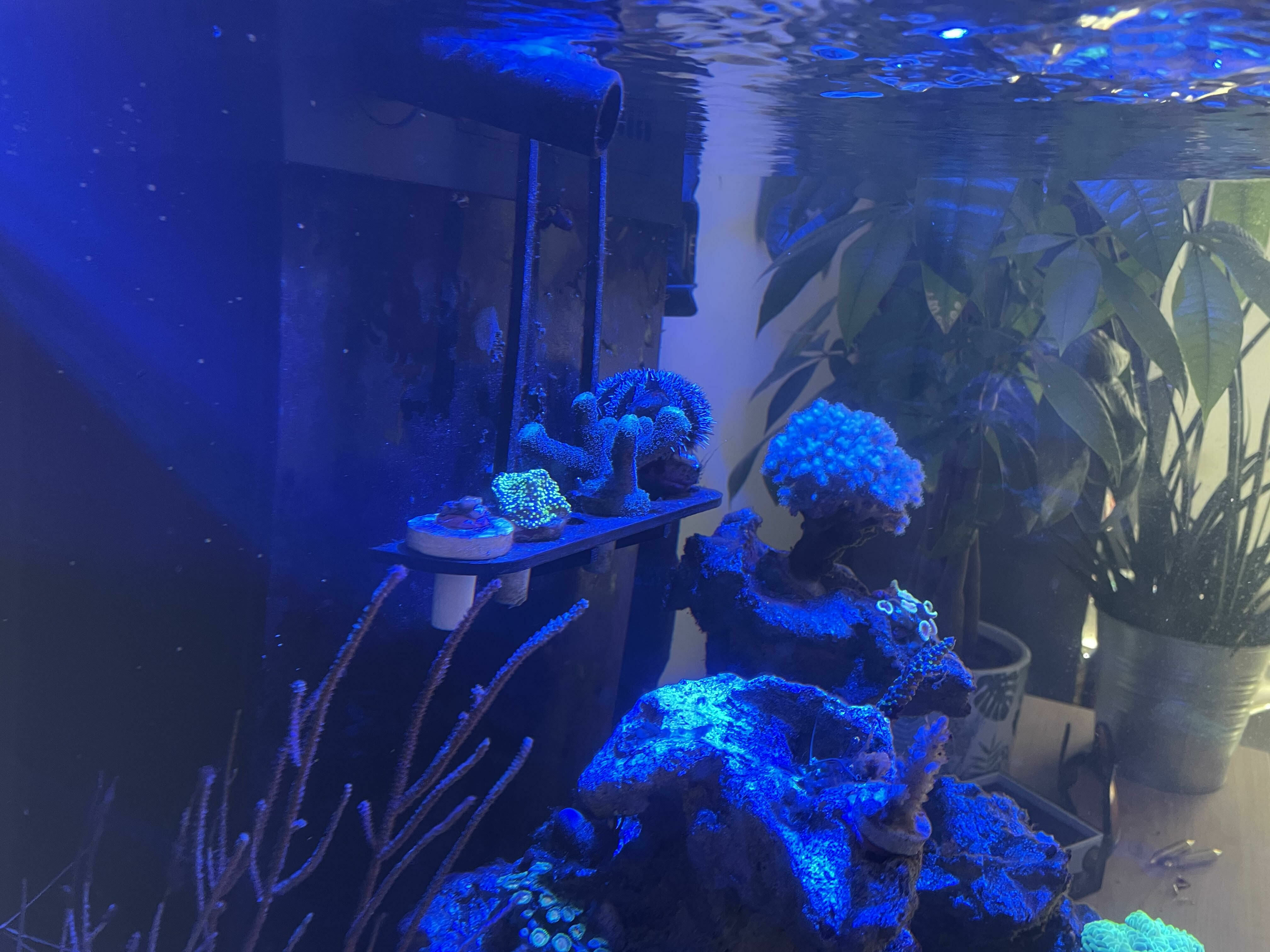 STL file Support frag rack red sea reefer 170・3D printer model to ...