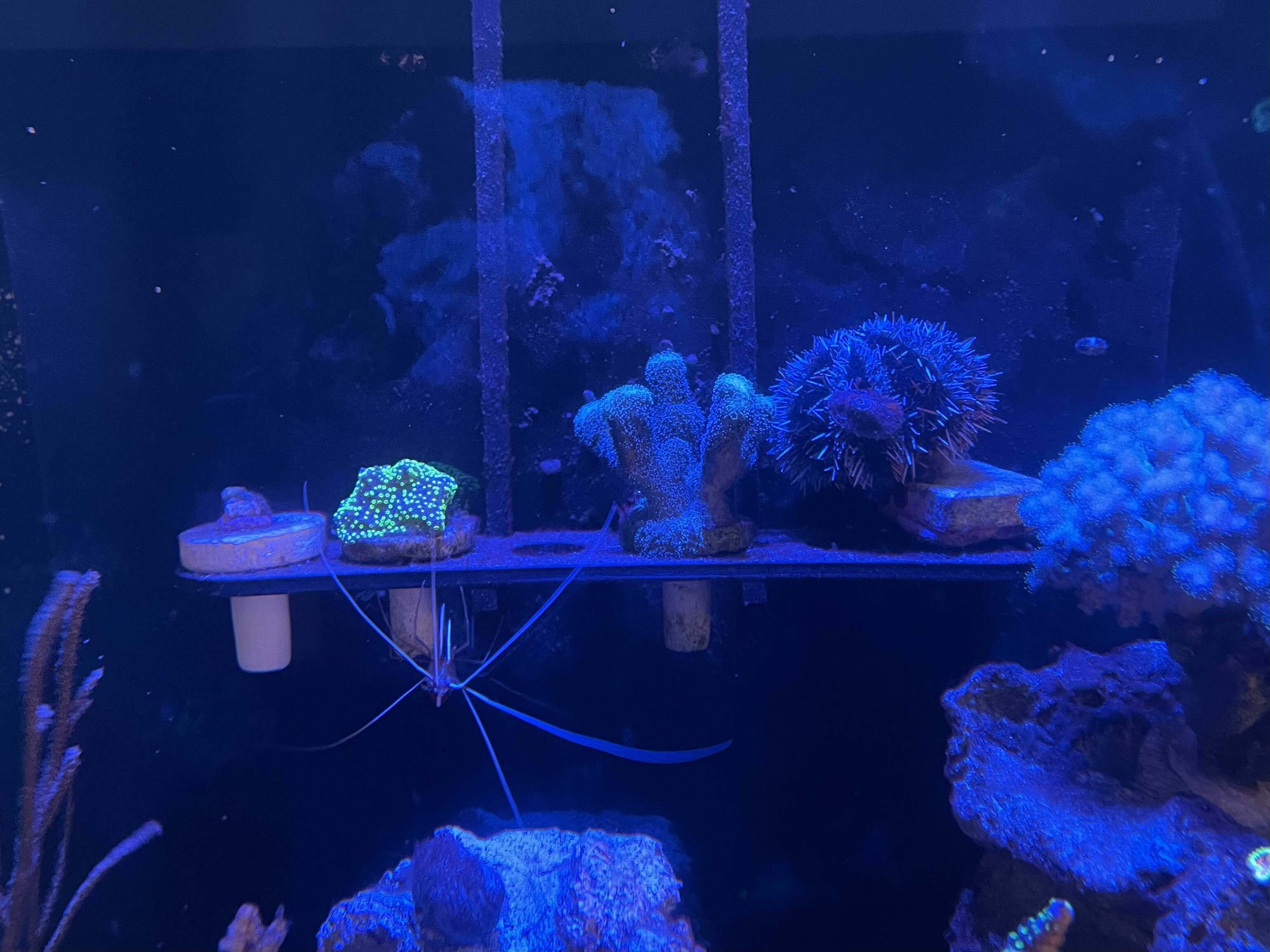 STL file Support frag rack red sea reefer 170・3D printer model to ...