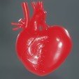 Download 3D printer templates Tied Anatomical Heart ・ Cults