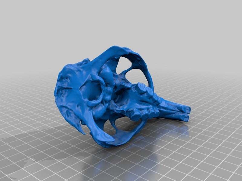Free STL file Skull of a nutria (Myocastor copypus)・Design to download ...