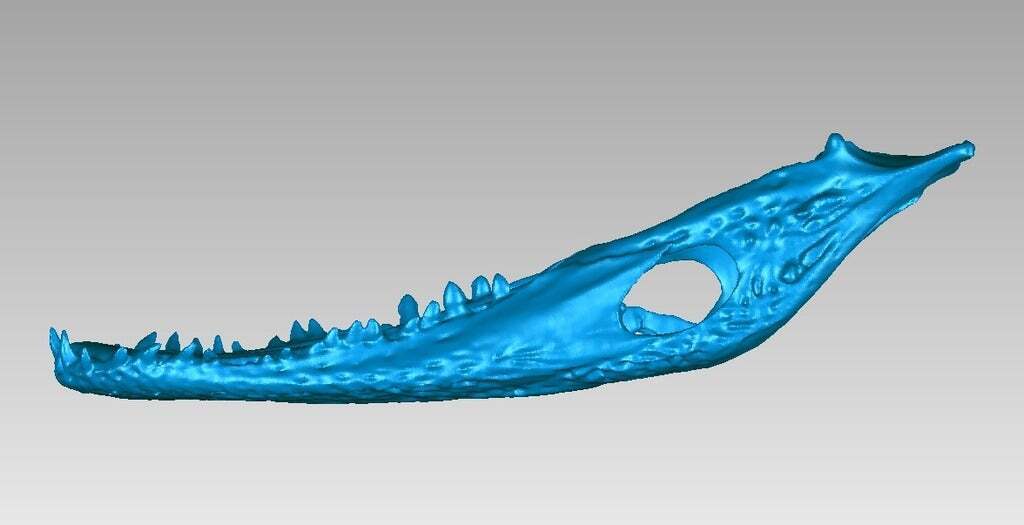 Free STL file Caiman Skull 💀・3D print model to download・Cults