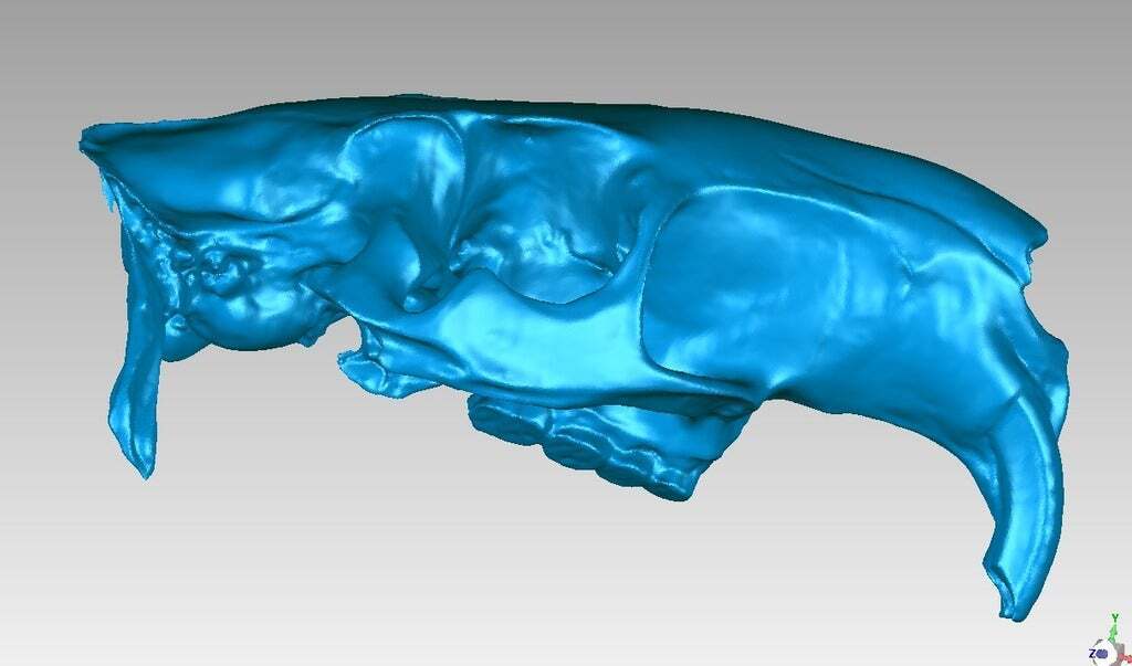 Free STL file Skull of a nutria (Myocastor copypus)・Design to download ...