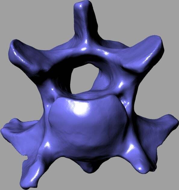 Archivo STL gratis Vértebra del cuello・Modelo para descargar y imprimir ...