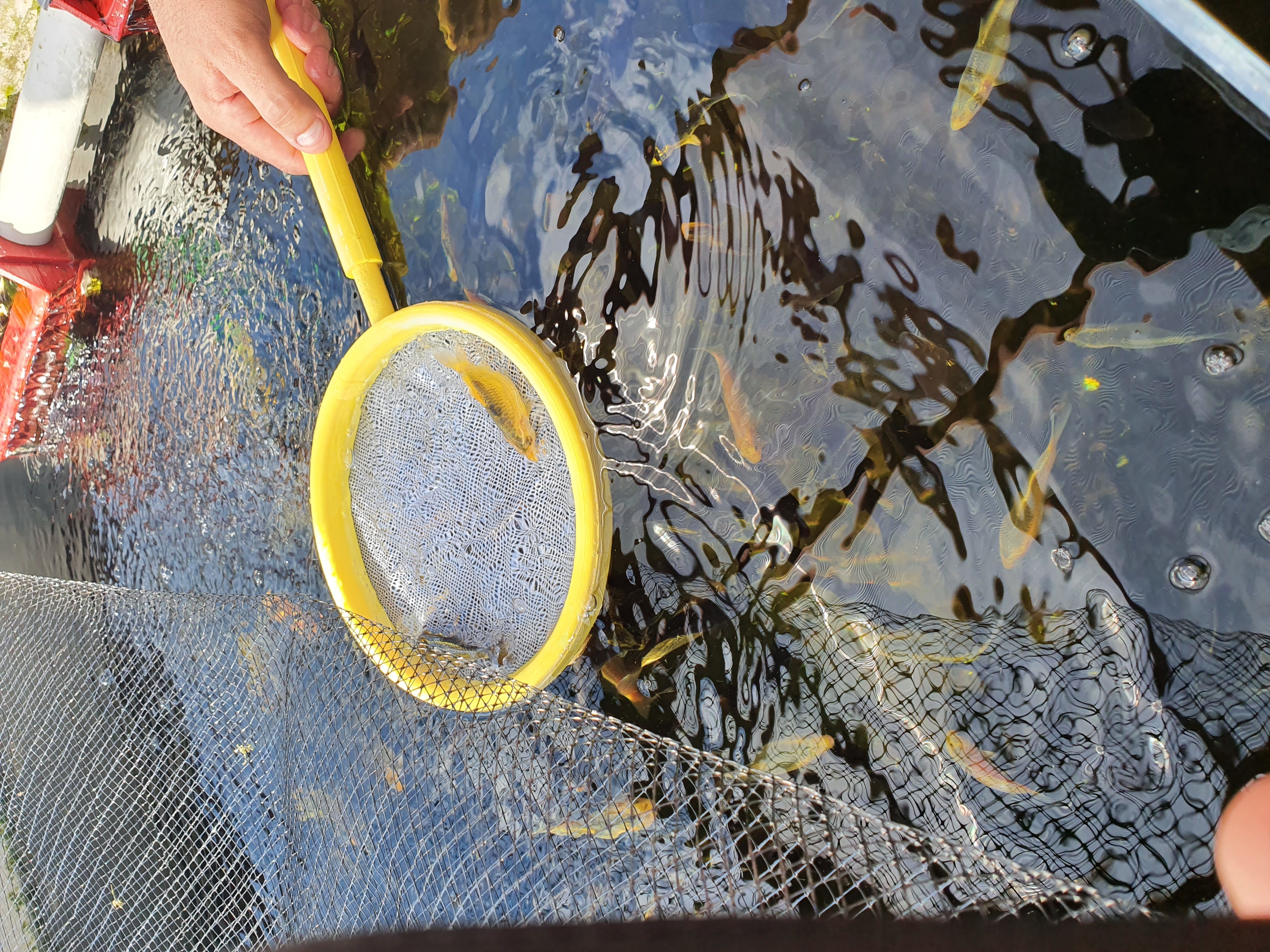 Download STL file fish viewing net (koi)(gold fish) need build plate of ...